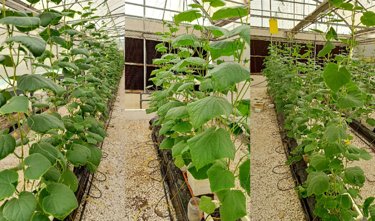 Dubai Trial: Growing Cucumbers In The Desert – Swift-Grow
