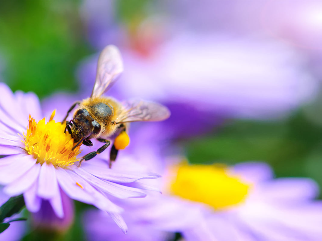 How to Use Swift Grow – Swift-Grow